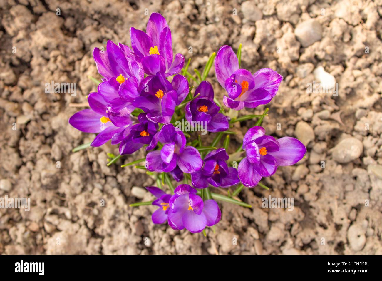 Top view on flowering purple crocuses as trendy background. Early ...