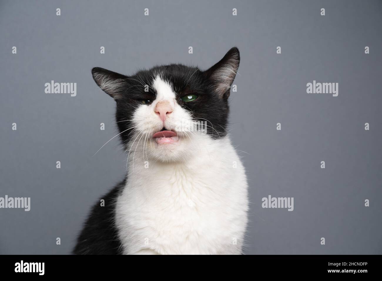 Cute Cat Without Teeth