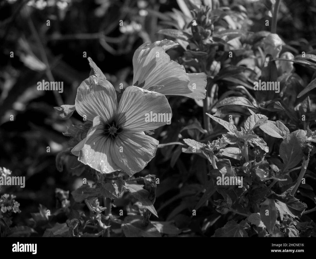 the beauty of norway Stock Photo - Alamy