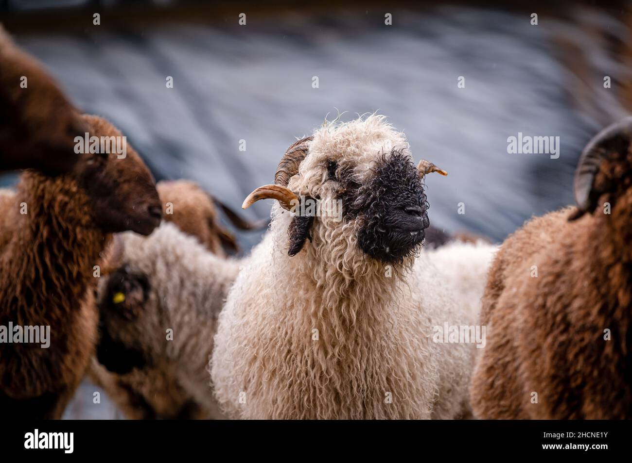 Valais blacknose sheep hi-res stock photography and images - Alamy