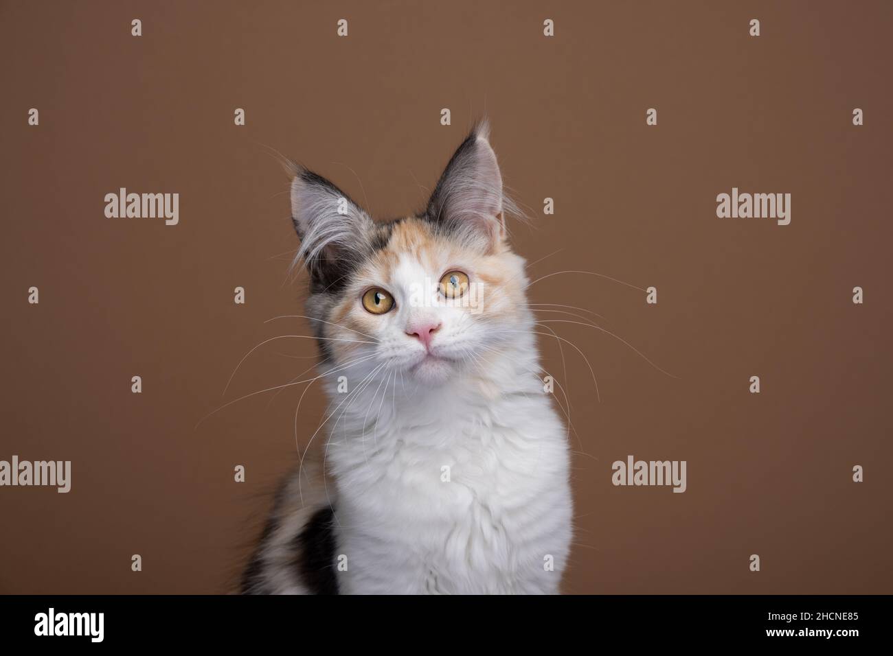 beautiful white tortie calico maine coon kitten looking at camera on ...