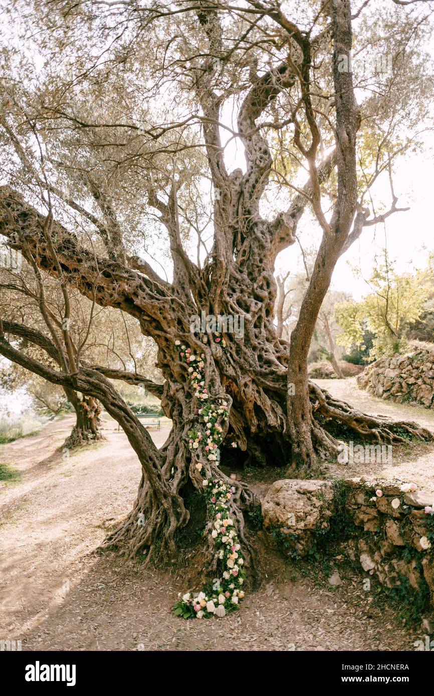 Old olive tree decorated with a flower arrangement in a grove Stock ...