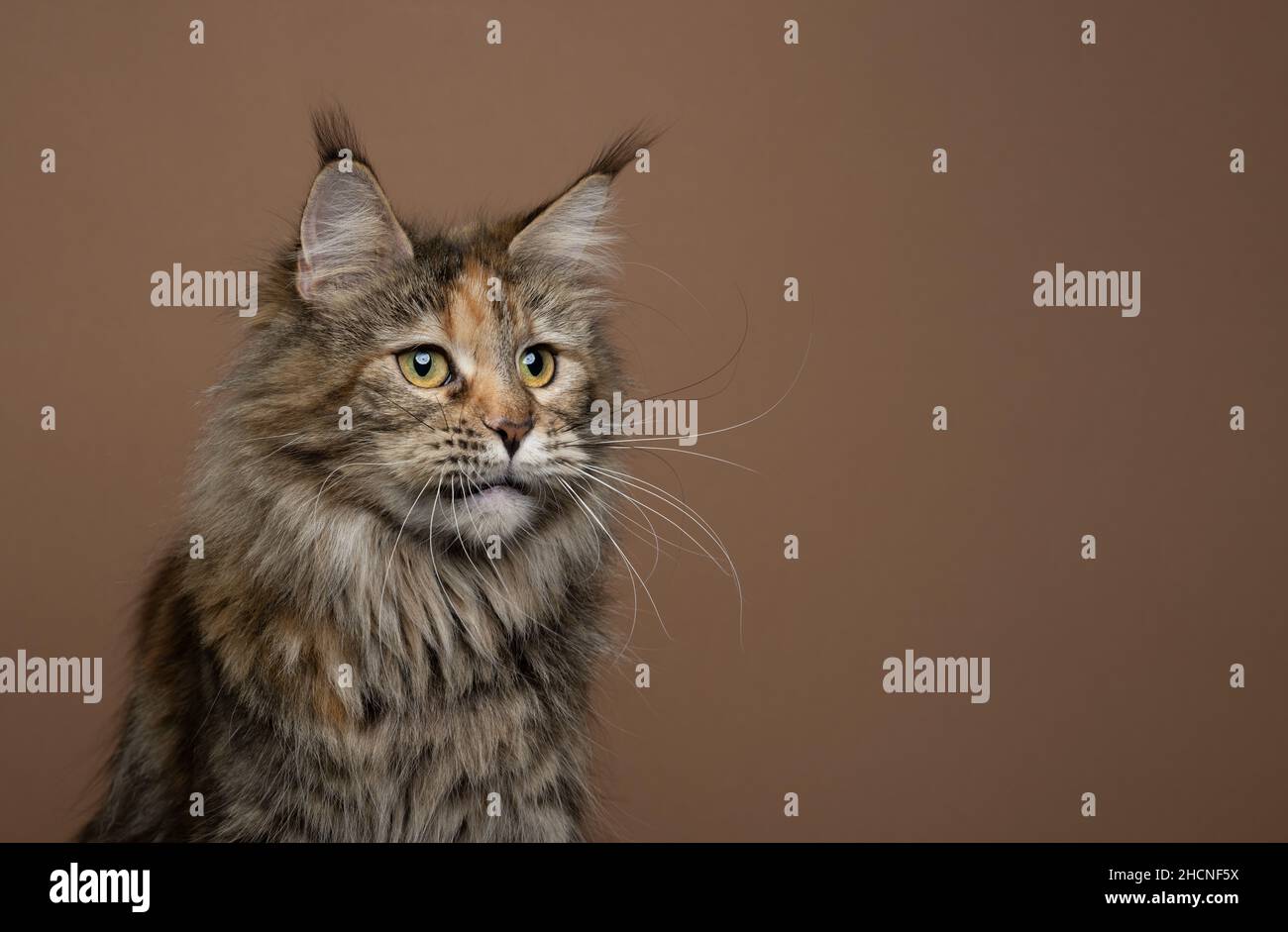 calico tricolor maine coon cat with long ear tufts portrait on brown ...