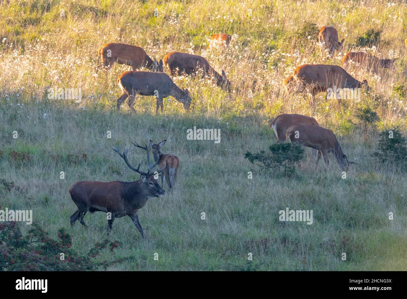 Red deer during mating season Stock Photo - Alamy