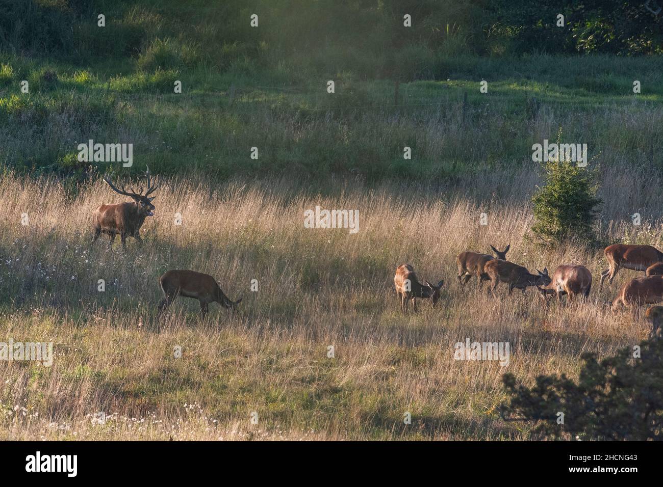 Red deer during mating season Stock Photo - Alamy