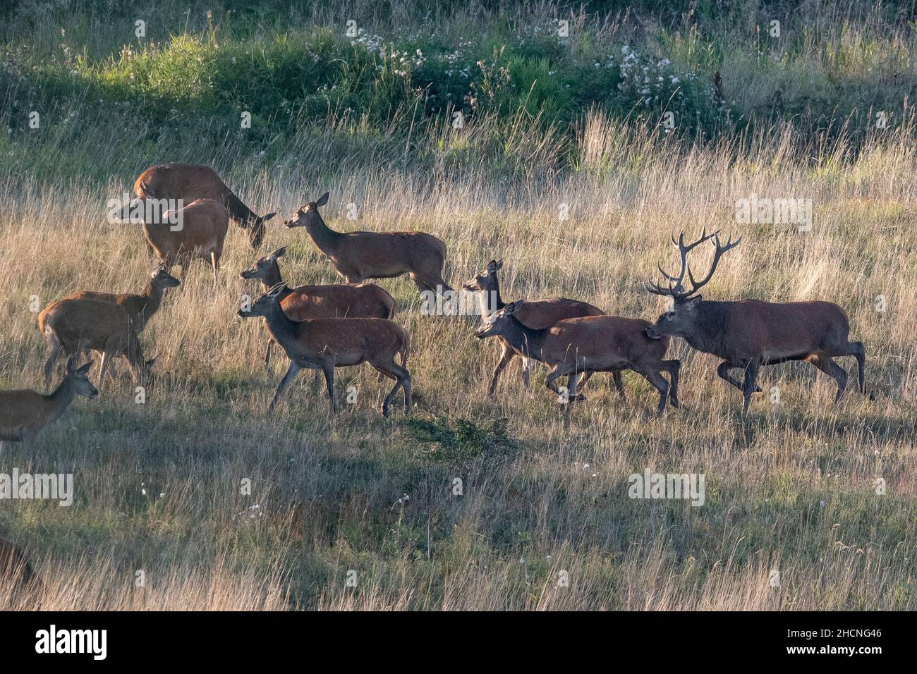 Red deer during mating season Stock Photo - Alamy
