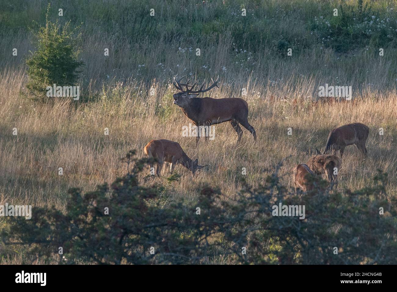 Red deer during mating season Stock Photo - Alamy