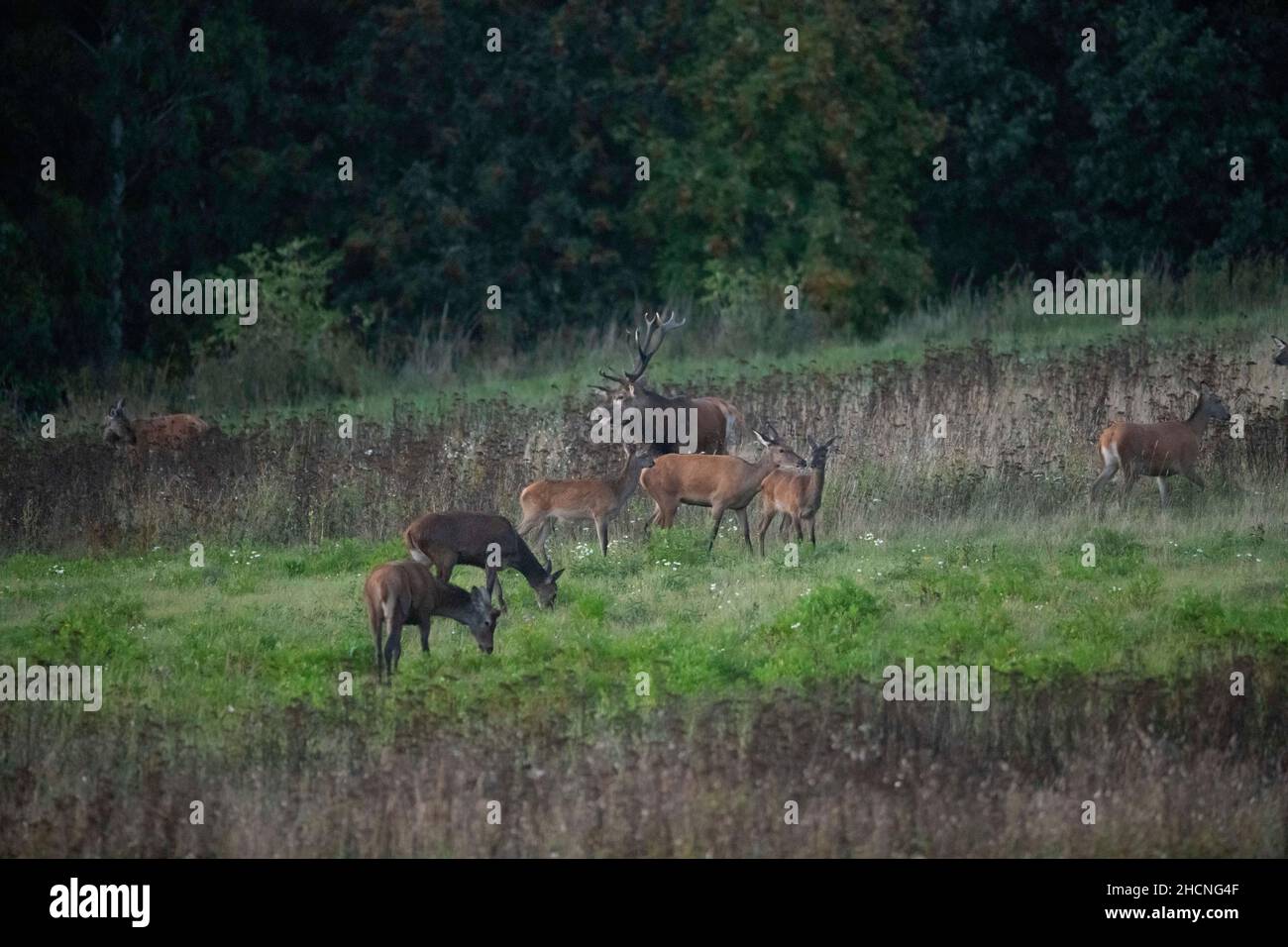 Red deer during mating season Stock Photo - Alamy