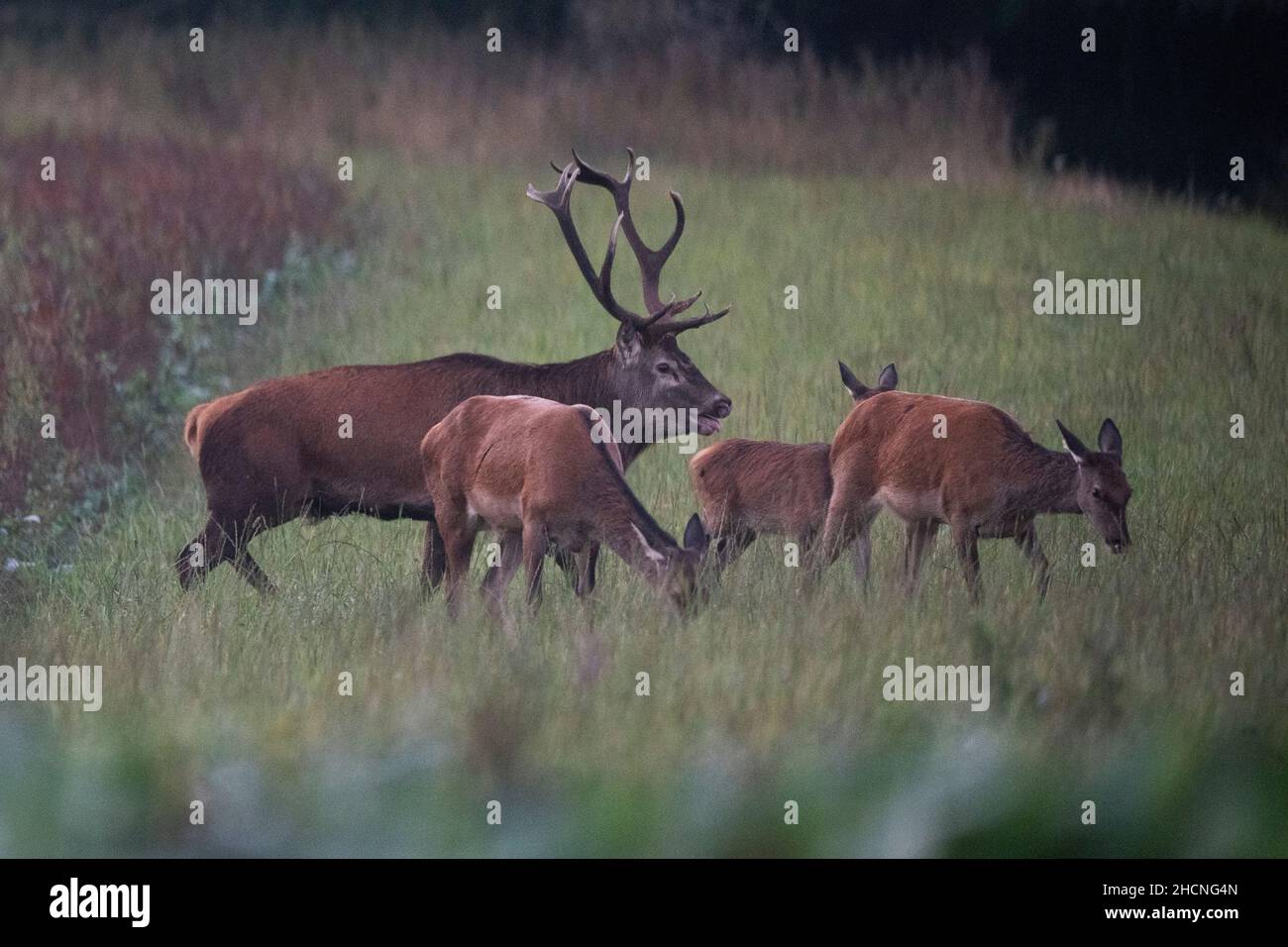 Red deer during mating season Stock Photo - Alamy