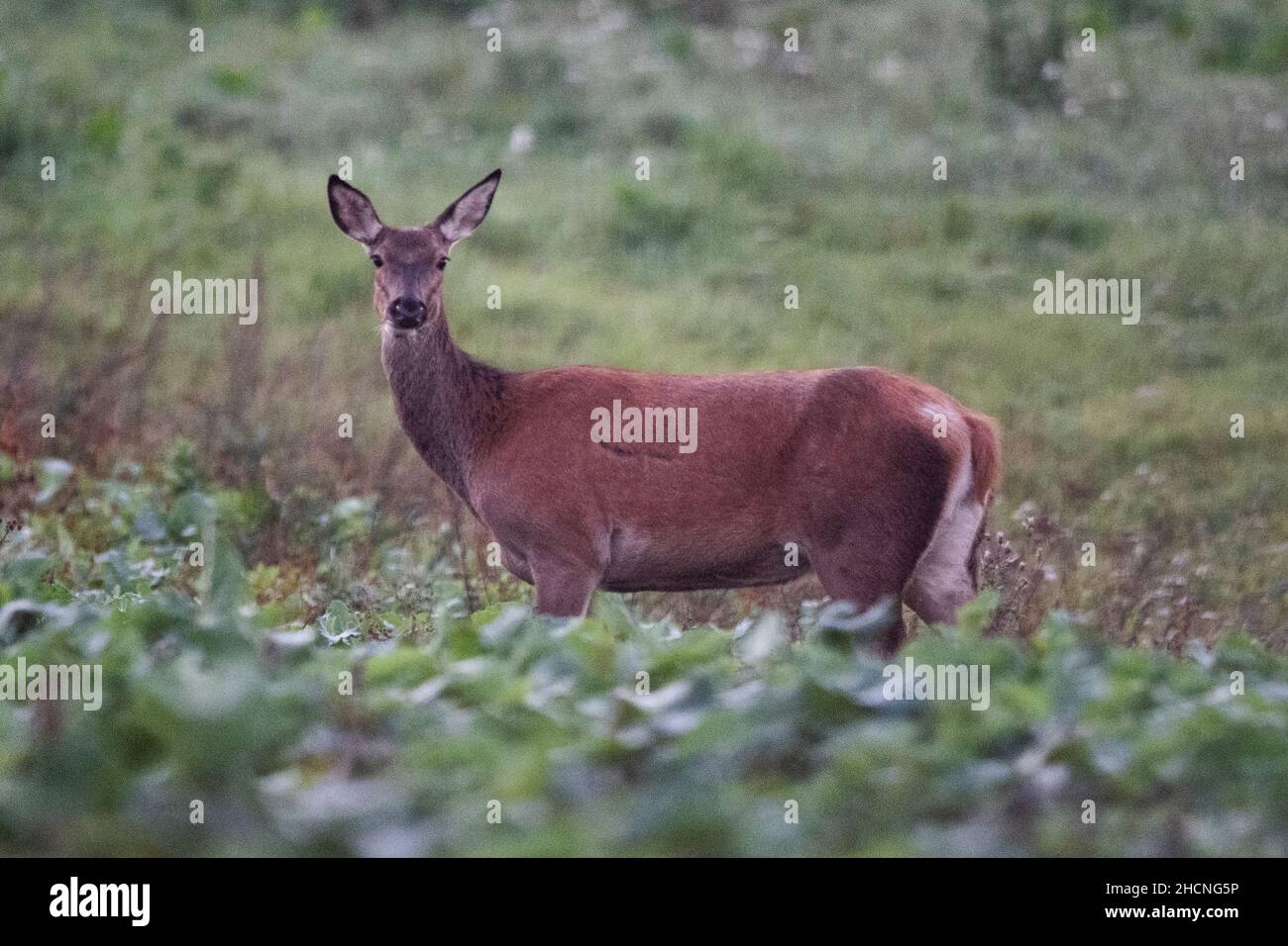 Red deer during mating season Stock Photo - Alamy