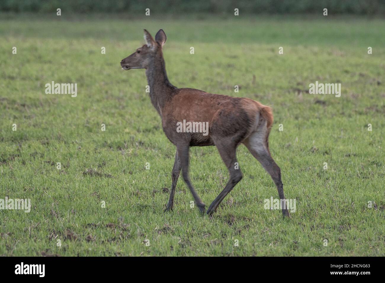 Red deer during mating season Stock Photo - Alamy