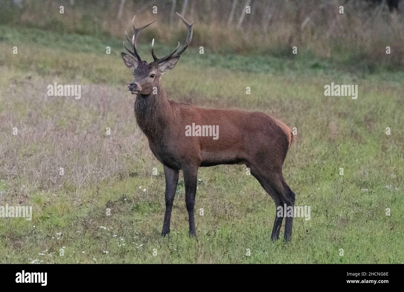 Mating deer hi-res stock photography and images - Alamy