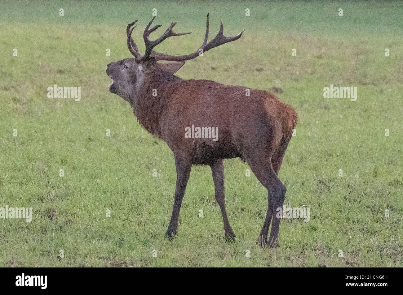 Red deer during mating season Stock Photo - Alamy