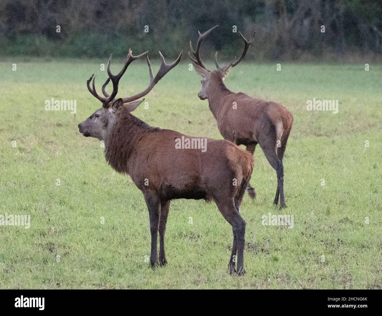 Red deer during mating season Stock Photo - Alamy