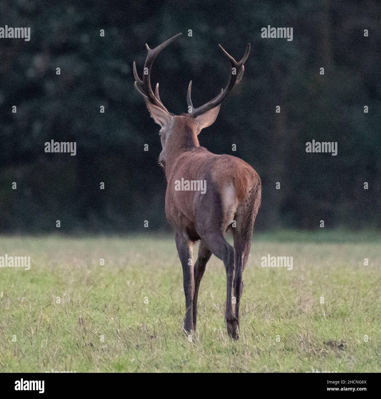 Red deer during mating season Stock Photo - Alamy