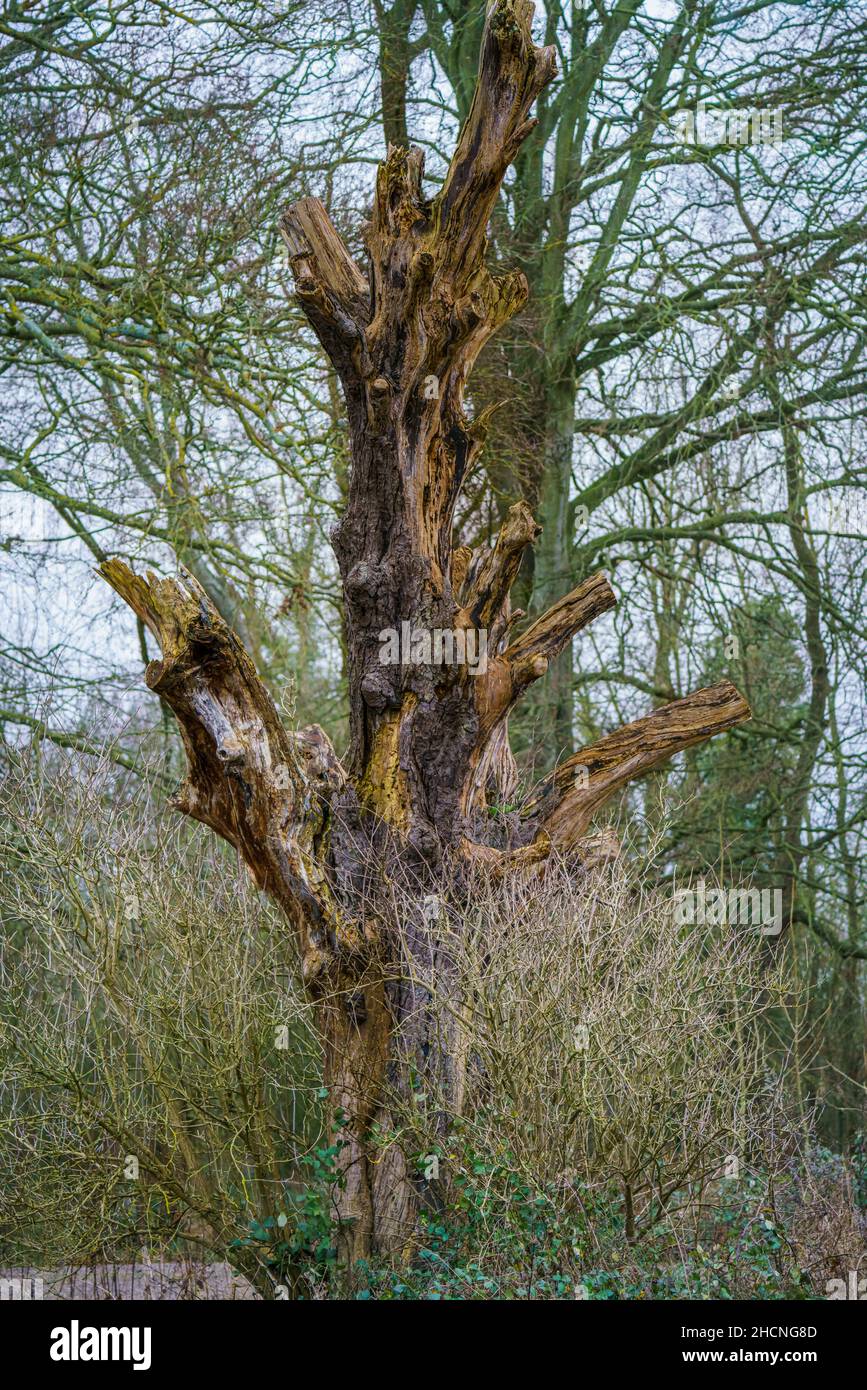 remains of a dead tree with several branch stumps and exposed rotting ...