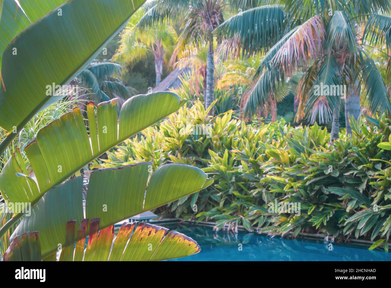 Beautiful view of a landscape with tropical plants Stock Photo - Alamy