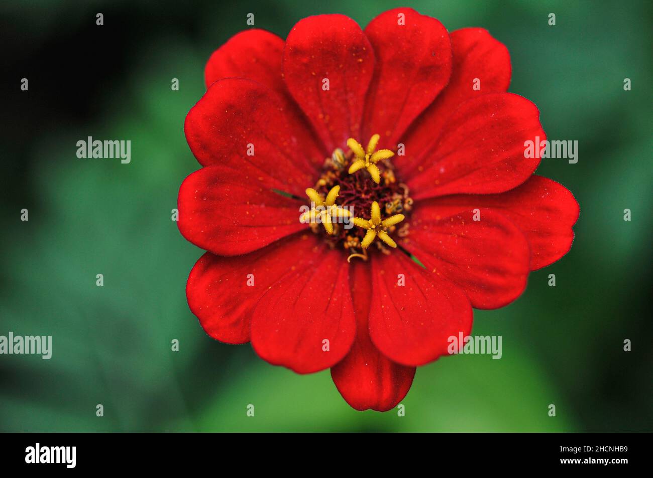 Closeup of a beautiful common zinnia flower in a garden Stock Photo - Alamy