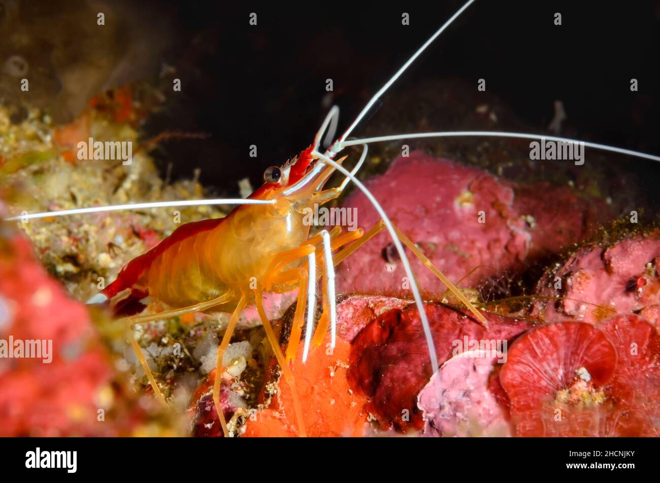 Pacific Cleaner Shrimp Drawing