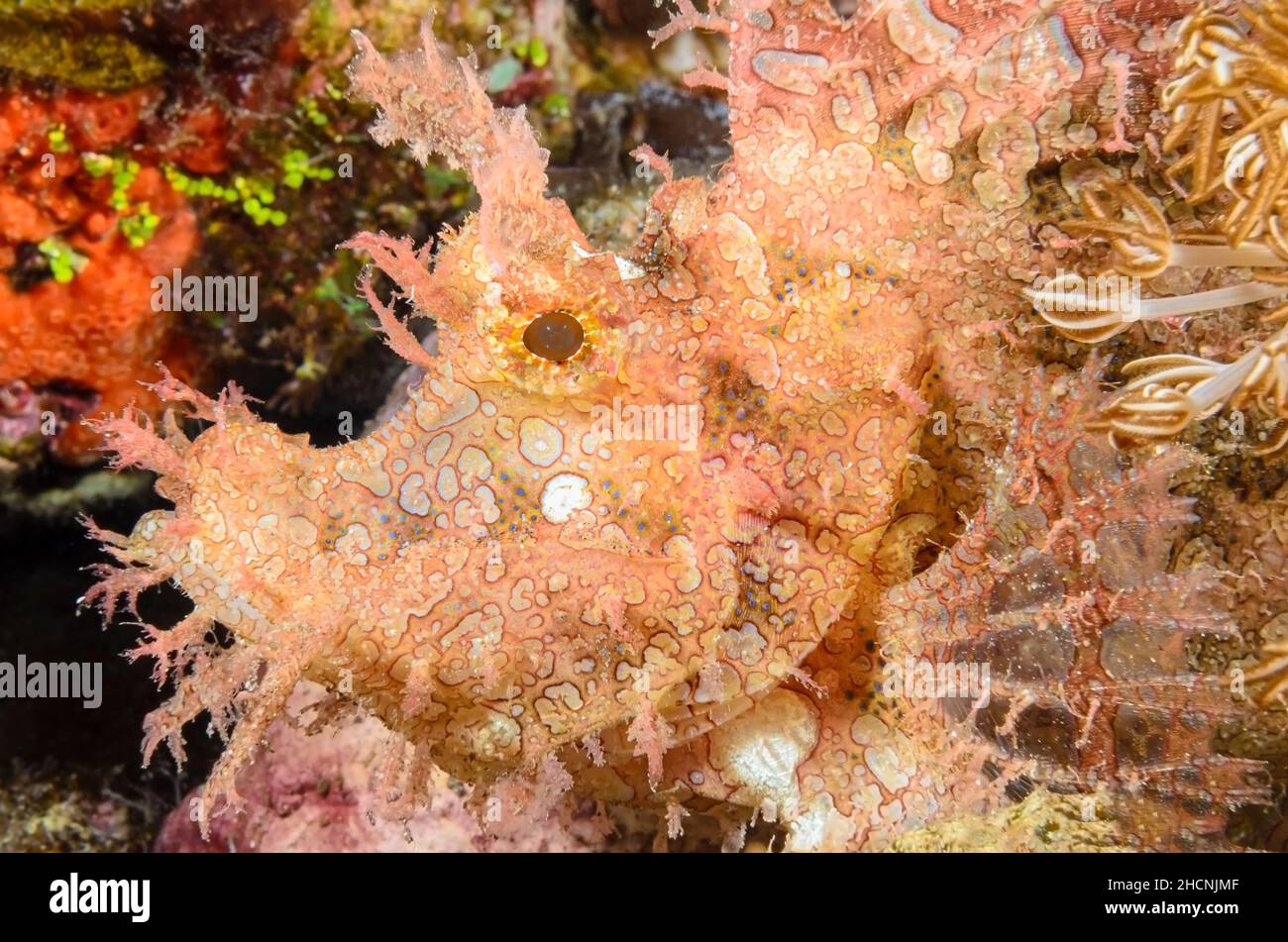 Weedy scorpionfish, Rhinopias frondosa, Alor, Nusa Tenggara, Indonesia ...