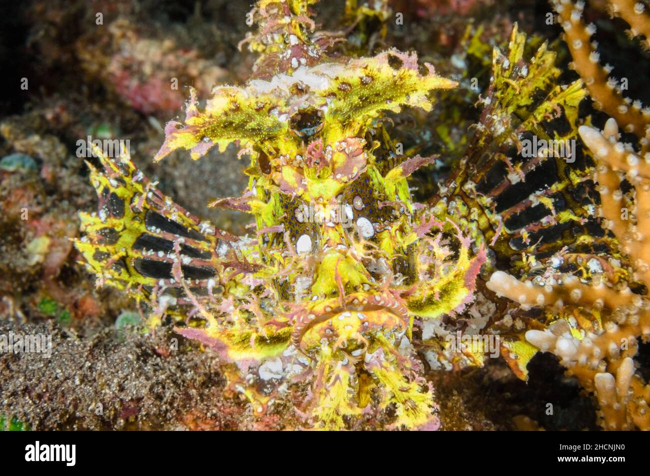 Weedy scorpionfish, Rhinopias frondosa, Alor, Nusa Tenggara, Indonesia ...