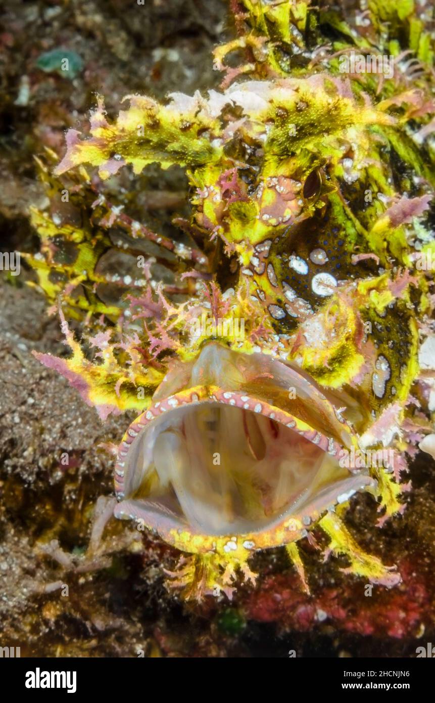 Weedy scorpionfish, Rhinopias frondosa, Yawning, Alor, Nusa Tenggara ...