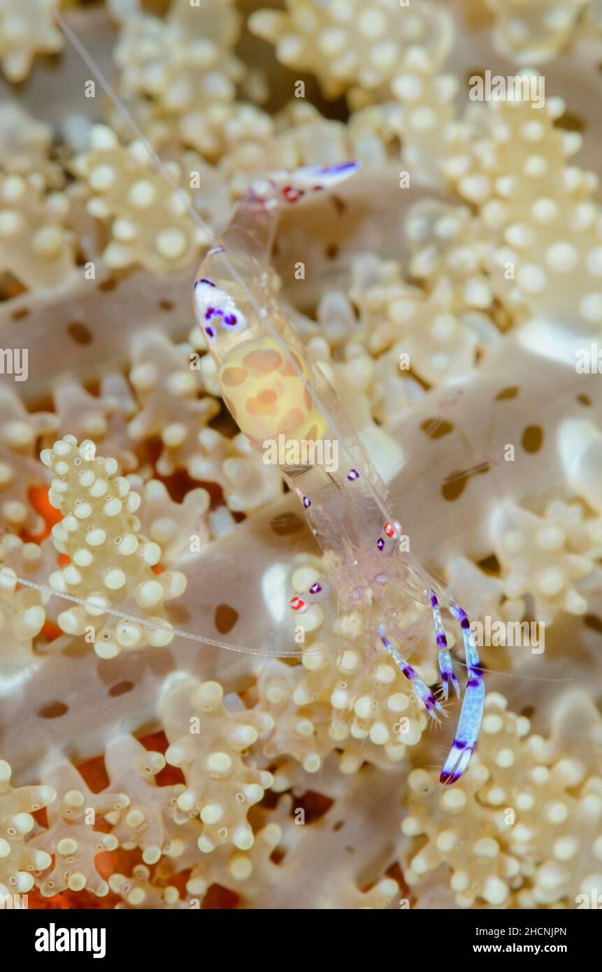 Commensal shrimp, Ancylomenes sarasvati, with pleonal bopyrid parasite ...