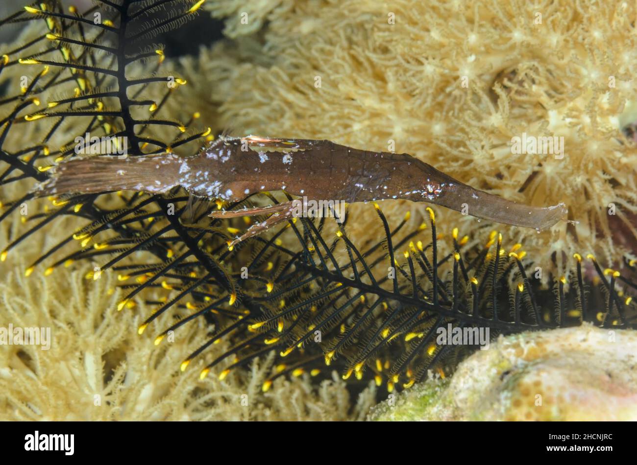 Robust ghost pipefish, Solenostomus cyanopterus,Alor, Nusa Tenggara ...
