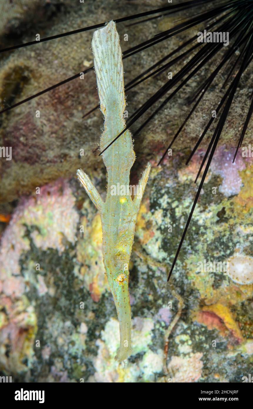 Robust ghost pipefish, Solenostomus cyanopterus,Alor, Nusa Tenggara ...