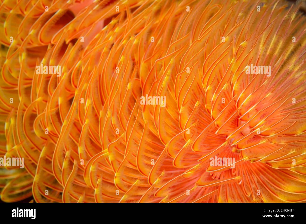 Magnificent tube worm, Protula magnifica, Alor, Nusa Tenggara ...
