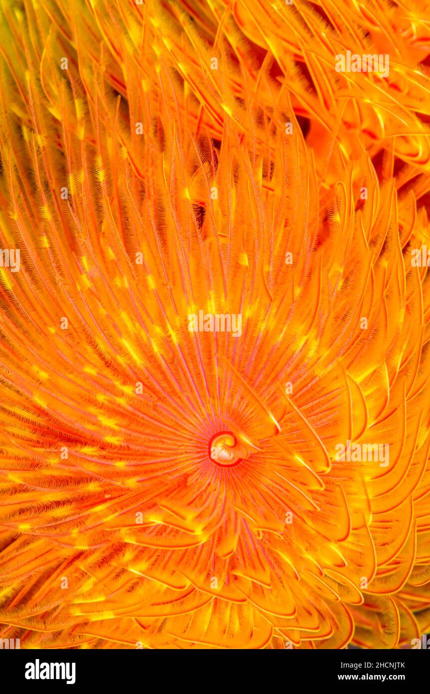 Protula magnifica hi-res stock photography and images - Alamy