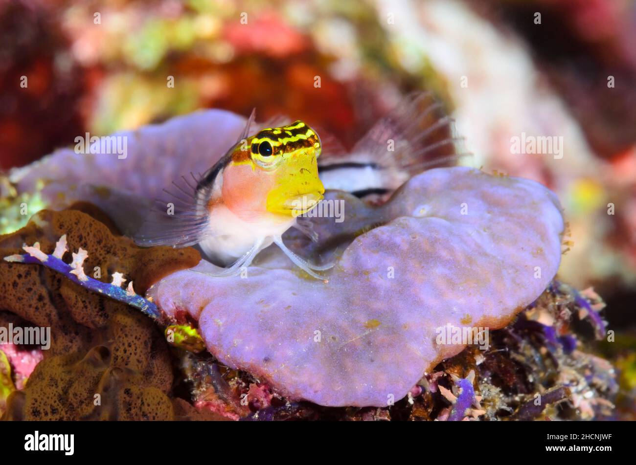 Bath's blenny, Ecsenius bathi, lined colour morph, Alor, Nusa Tenggara ...