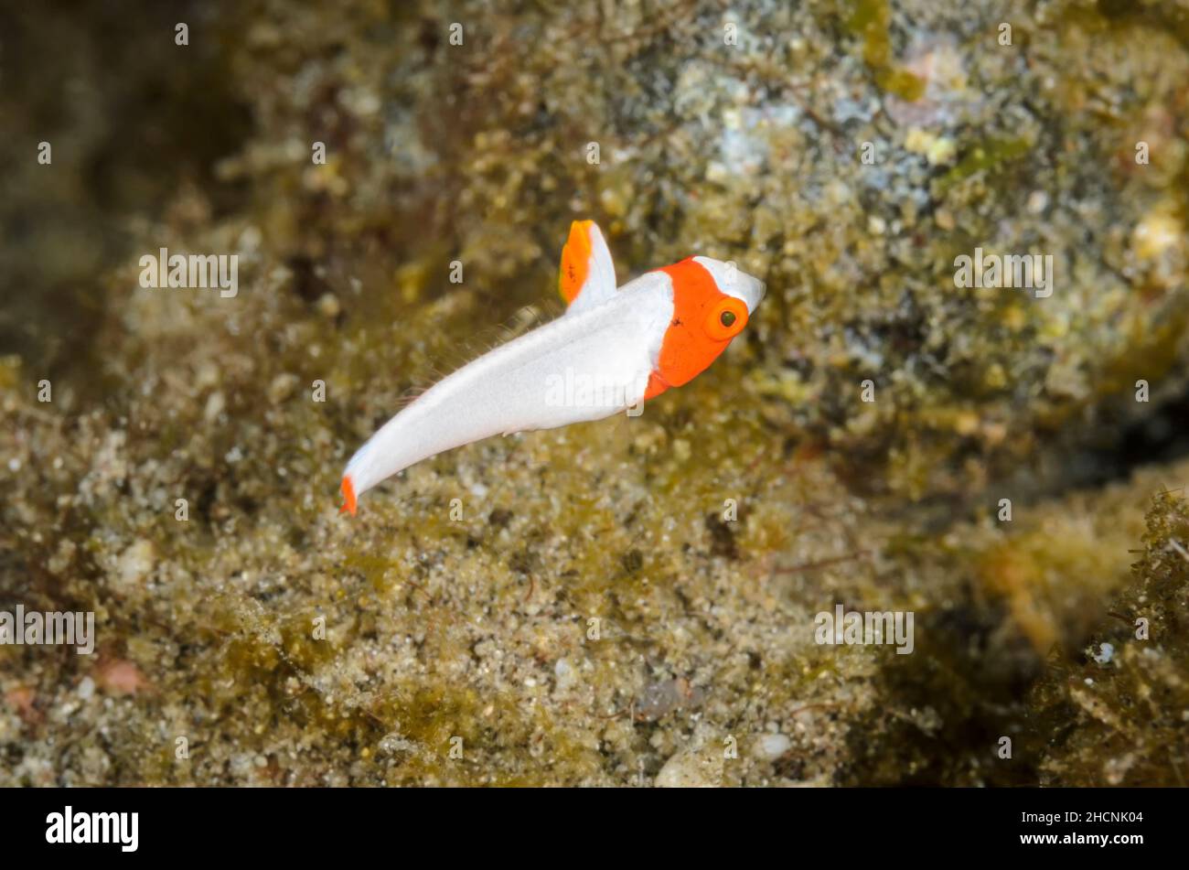 Two colour parrotfish hi-res stock photography and images - Alamy