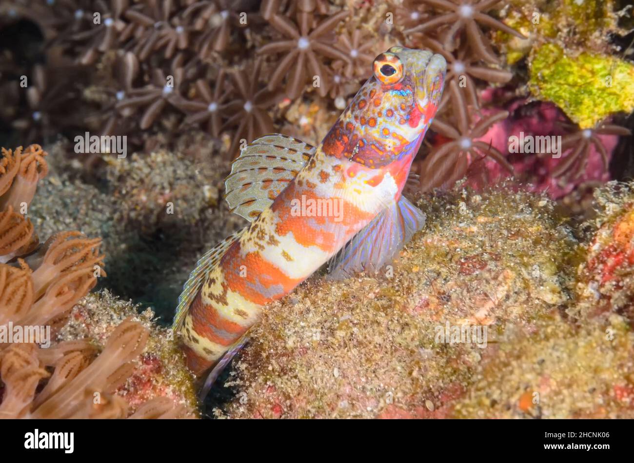 Broadbanded Shrimpgoby, Amblyeleotris periophthalmus, Alor, Nusa ...