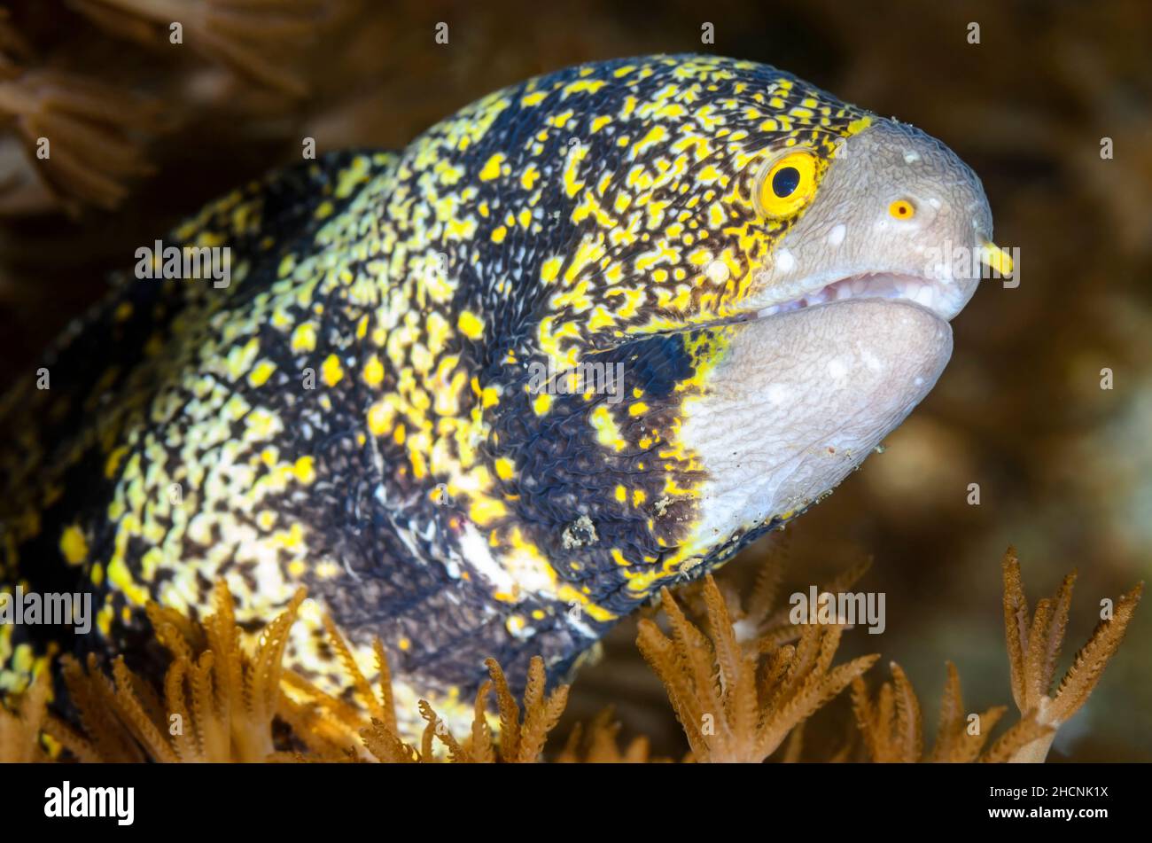 Snowflake moray, Echidna nebulosa, Alor, Nusa Tenggara, Indonesia ...