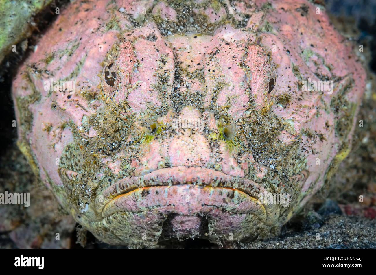Rough humpback scorpionfish hi-res stock photography and images - Alamy