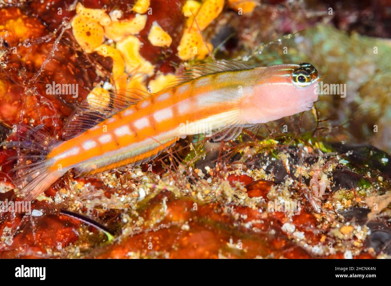 Bath's blenny, Ecsenius bathi, Alor, Nusa Tenggara, Indonesia, Pacific ...