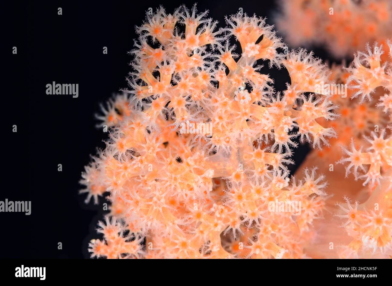 Soft coral polyps, Scleronephthya sp., Alor, Nusa Tenggara, Indonesia ...