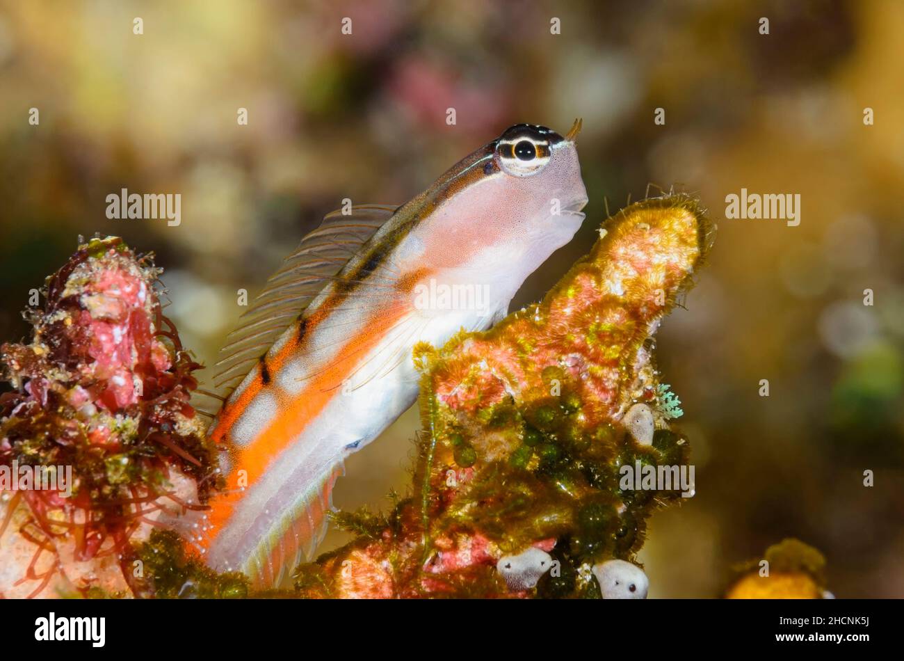 Bath's blenny, Ecsenius bathi, Alor, Nusa Tenggara, Indonesia, Pacific ...