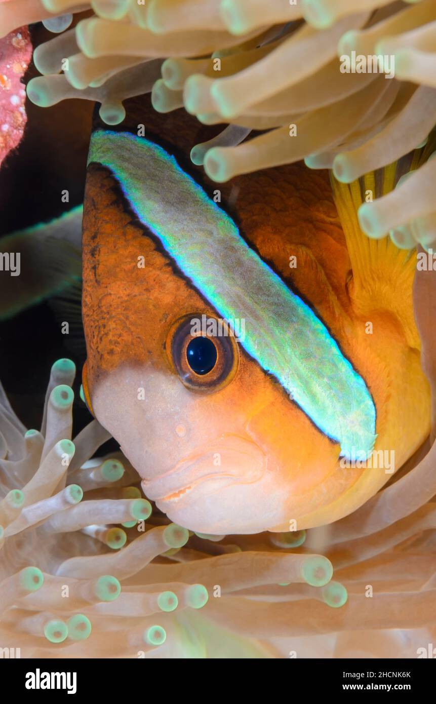Clark's anemonefish, Amphiprion clarkii, Alor, Nusa Tenggara, Indonesia ...