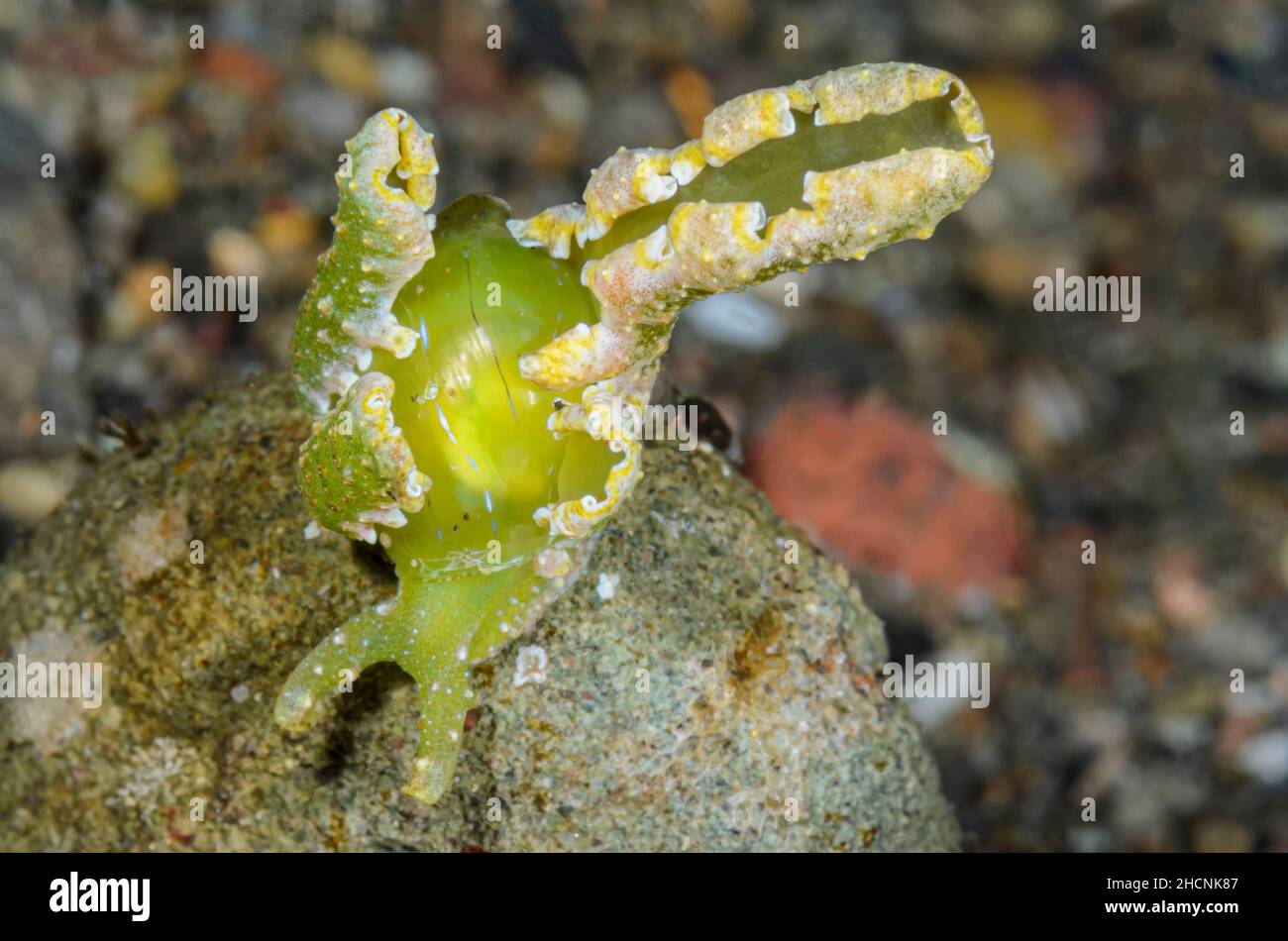 Sap sucking sea slug, Lobiger viridis, Alor, Nusa Tenggara, Indonesia ...