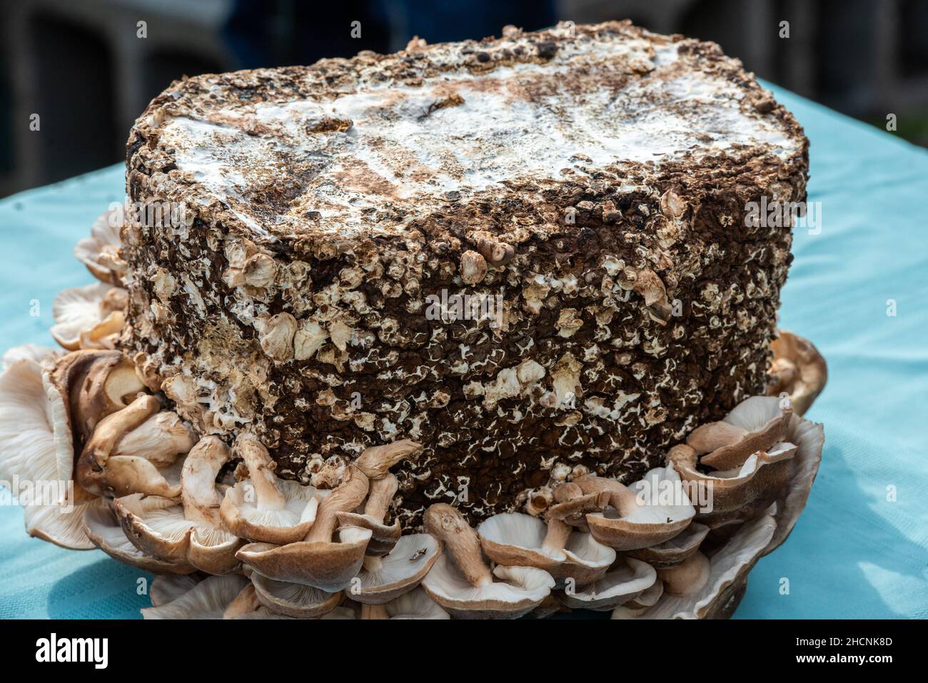 Mushrooms growing from a fungus treated log Stock Photo - Alamy