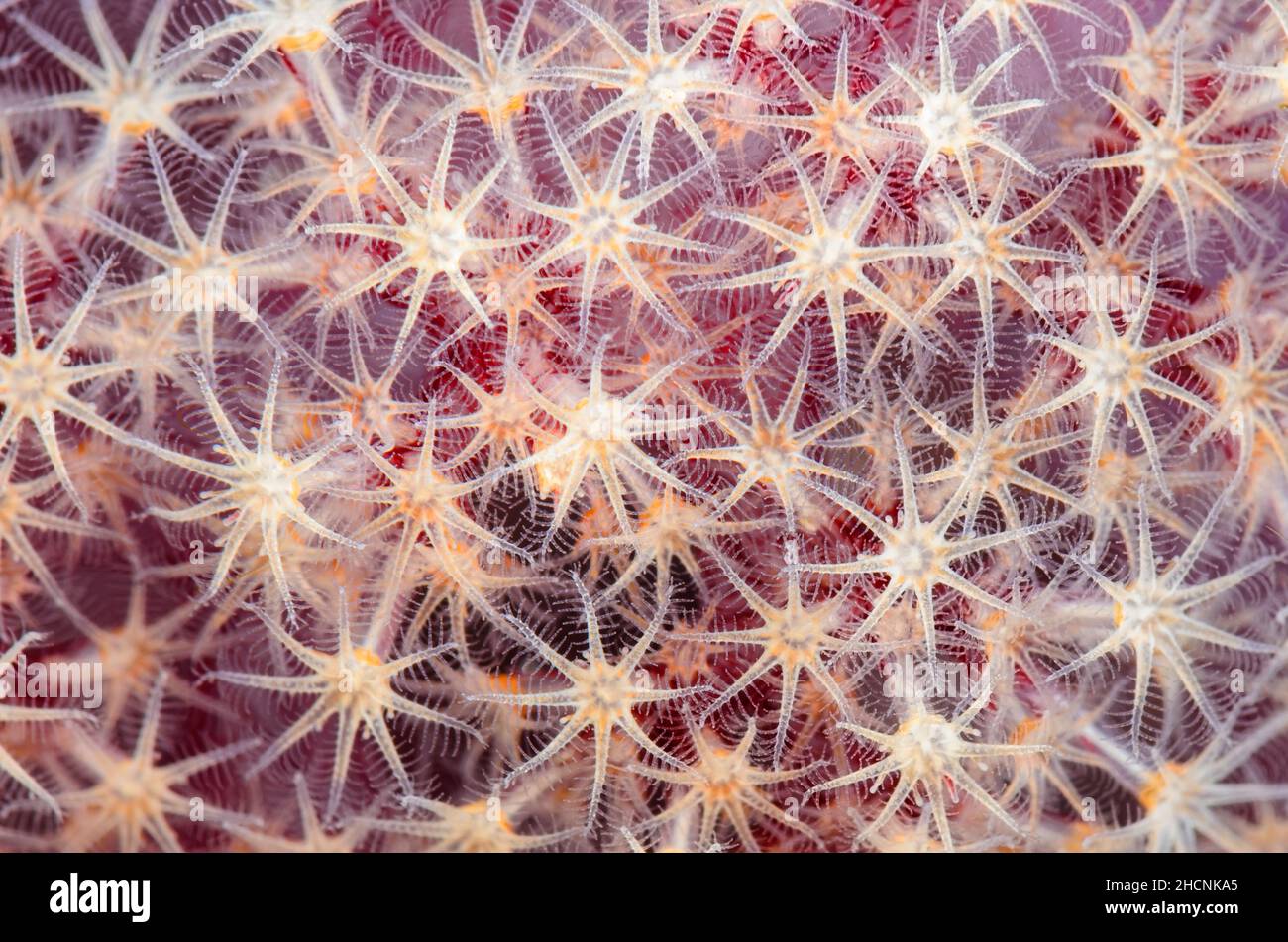 Octocoral polyps, Melithaea sp., Alor, Nusa Tenggara, Indonesia ...