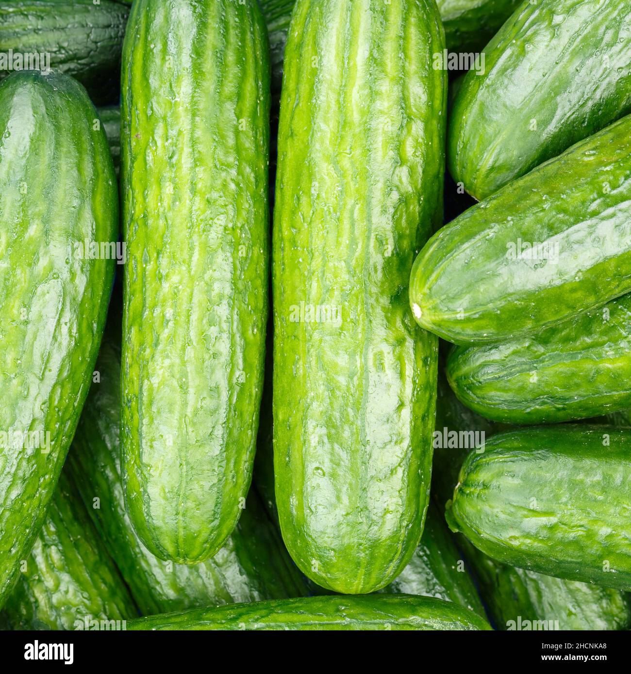 Cucumber cucumbers background vegetable vegetables from above square ...