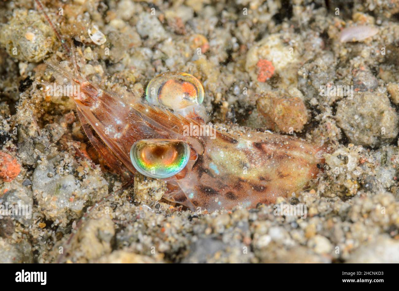 Metapaenopsis sp hi-res stock photography and images - Alamy