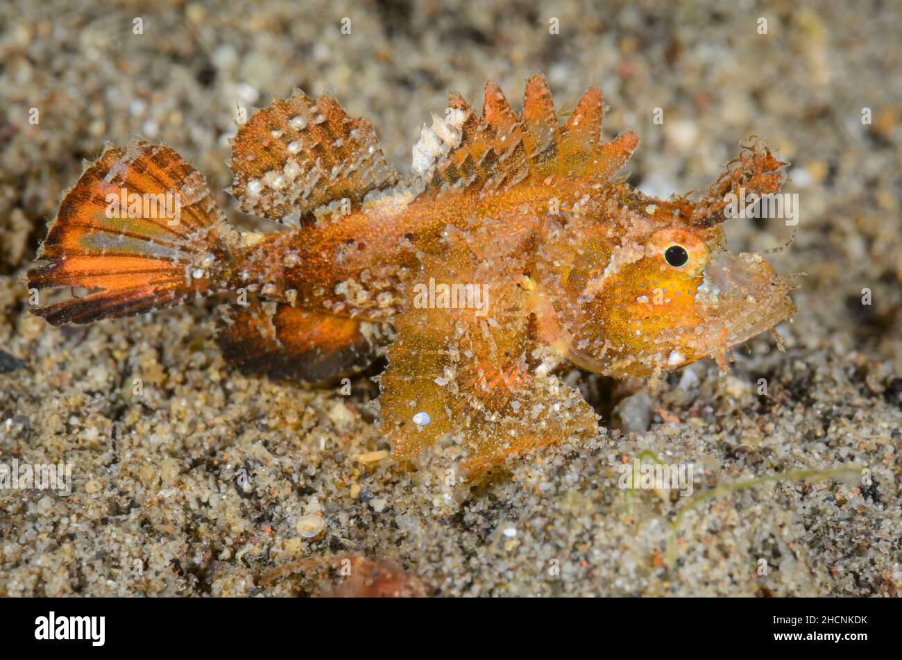 Ambon scorpionfish, Pteroidichthys amboinensis, Alor, Nusa Tenggara ...