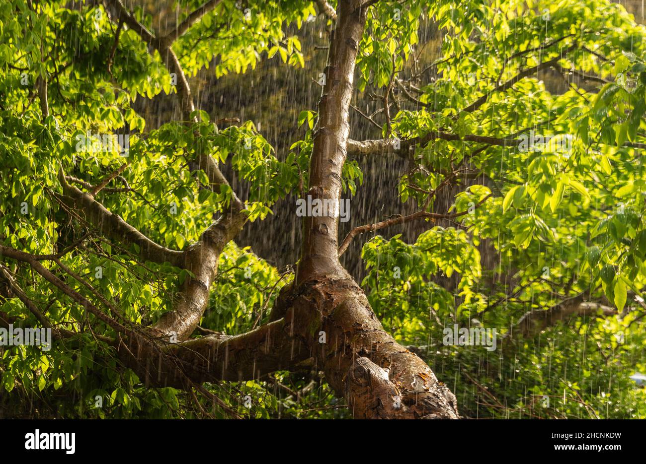 Monsoon ireland hi-res stock photography and images - Alamy