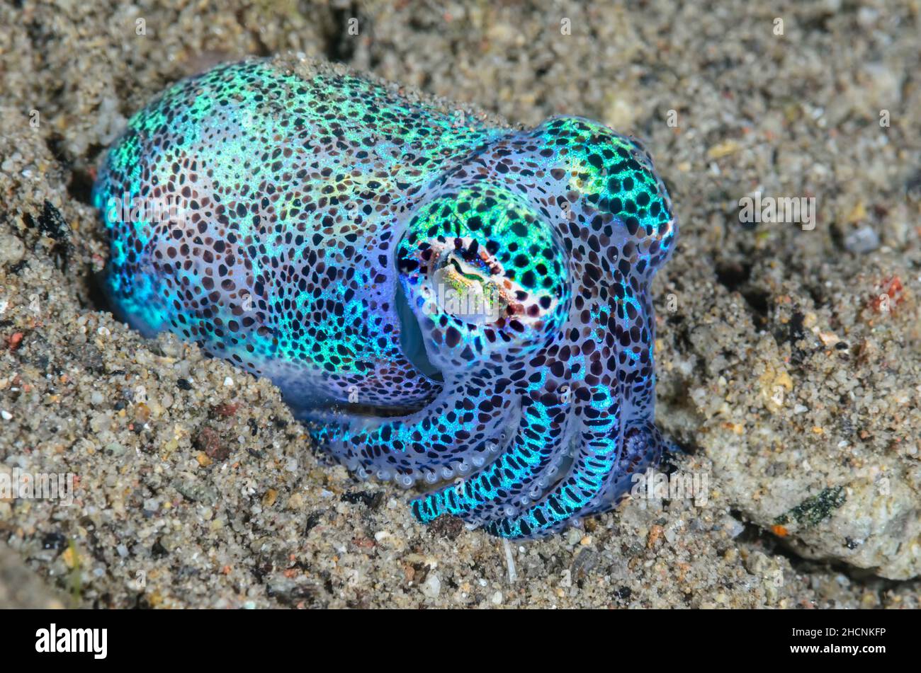 Bobtail squid euprymna berryi hi-res stock photography and images - Alamy