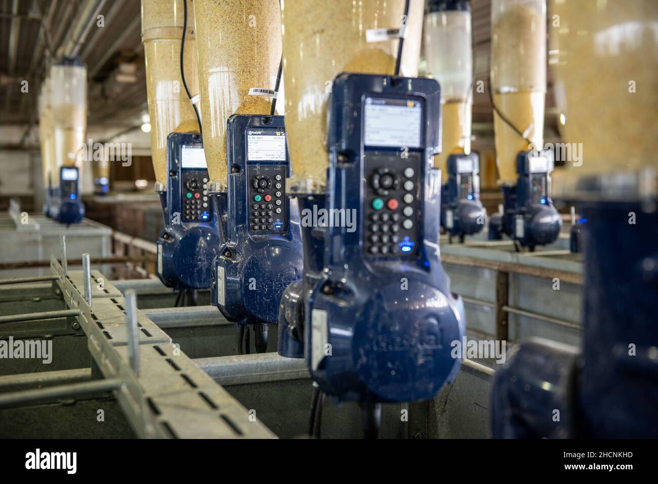 The automatic feeding system at a pig farm Stock Photo - Alamy