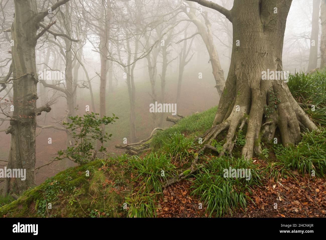 Redburn High Resolution Stock Photography and Images - Alamy